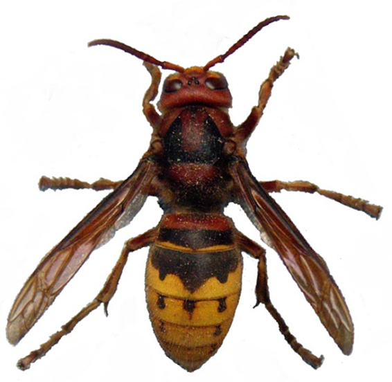 Les frelons - AU NID DE GUÊPES - Destruction de nids